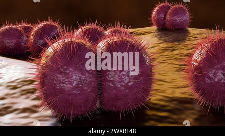 3d rendering of Neisseria meningitidis, also known as meningococcus, is ...