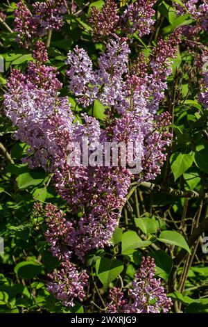 purple lilac shrub blossoms in spring. Beautiful floral nature ...
