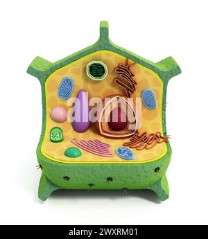 Plant cell structure. 3D illustration Stock Photo - Alamy