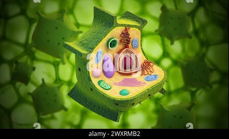 Plant cell structure. 3D illustration Stock Photo - Alamy