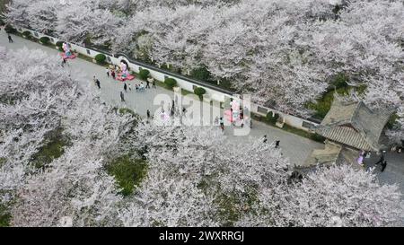 Aerial photo shows the cherry blossoms in Yanling County, Xuchang City ...