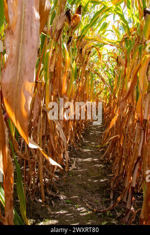 A vertical shot of a long pathway through the lush green in the ...