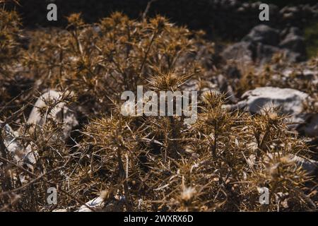 old plants withered due to drought in mediterranean region Stock Photo ...