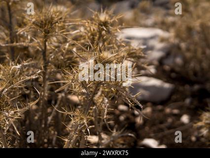 old plants withered due to drought in mediterranean region Stock Photo ...