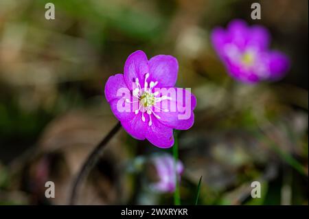 Hepatica nobilis Liverleaf in different colors Kumla Sweden Stock Photo ...