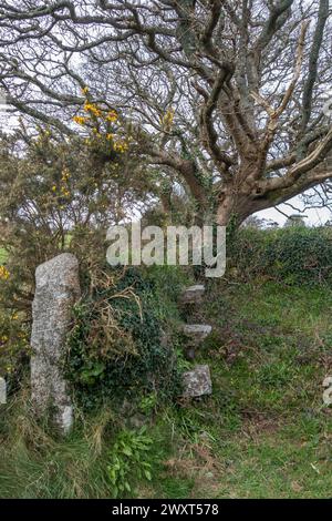 A traditional Cornish 'sheep stile', with stone treads or steps set ...