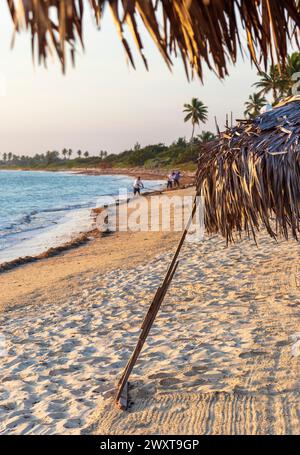 Workers cleaning up the beach from the seaweed Stock Photo - Alamy