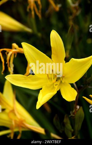Single Yellow Lily Asiatic (Lilium) Flower grown in the Borders of ...