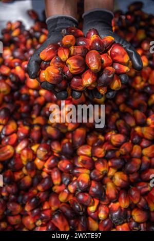 Ripe palm fruit before entering processing Stock Photo - Alamy