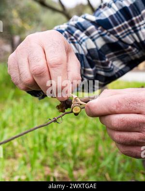 The ligature. Winemaker ties the new shoot to the wire after pruning ...