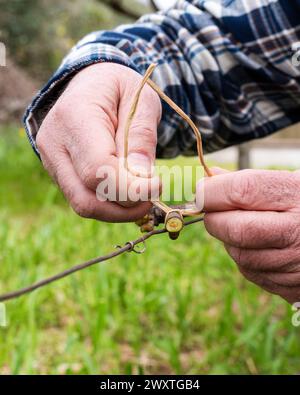 The ligature. Winemaker ties the new shoot to the wire after pruning ...