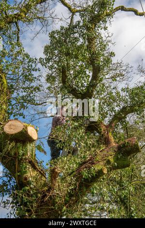 tree surgeon up an oak tree Stock Photo - Alamy