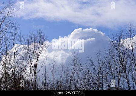 Tall billowing clouds seen through leafless trees Stock Photo - Alamy