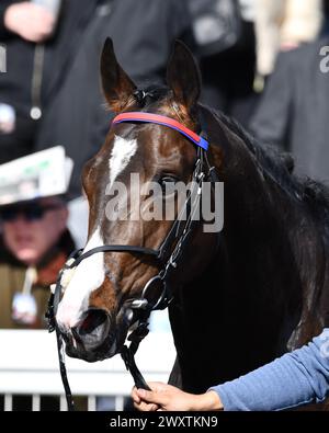 Racehorse CUBAN TIGER Stock Photo - Alamy