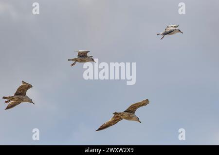 Four seagulls in flight. Photo Overlay Stock Photo - Alamy