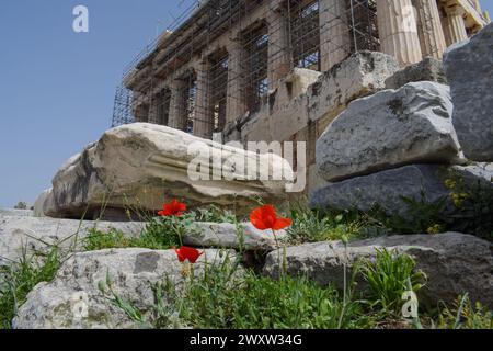 Colorful wildflowers blossom in Acropolis Hill ahead of the Parthenon ...