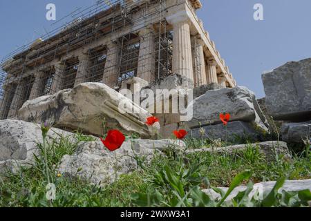 Colorful wildflowers blossom in Acropolis Hill ahead of the Parthenon ...