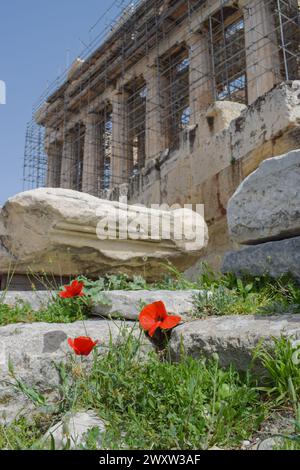 Colorful wildflowers blossom in Acropolis Hill ahead of the Parthenon ...