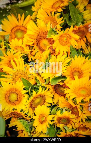 Flowers for sale at a Croatian flower market Stock Photo - Alamy