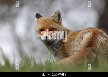 The beauty of the red fox in Italy Stock Photo - Alamy