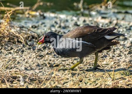 A common moorhen, Gallinula chloropus also known as the waterhen or ...