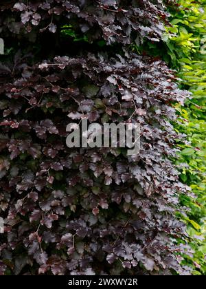 Closeup of the topiary shaped hedge with purple leaves of the garden ...