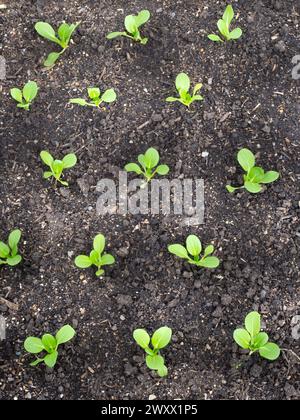 Young pak choi plants in a planter Stock Photo - Alamy