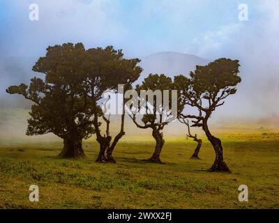 In the laurel forest Laurisilva, also known as the fairy garden on ...