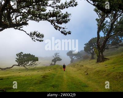 In the laurel forest Laurisilva, also known as the fairy garden on ...