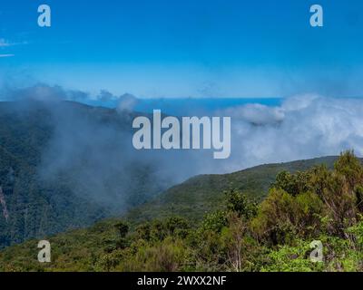 In the laurel forest Laurisilva, also known as the fairy garden on ...