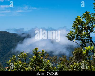 In the laurel forest Laurisilva, also known as the fairy garden on ...