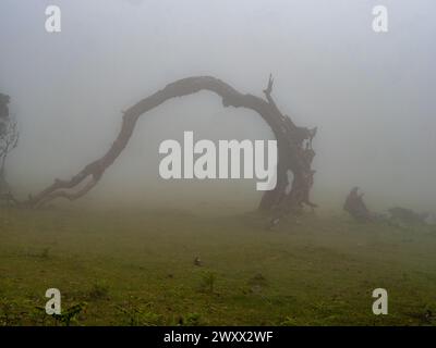 In the laurel forest Laurisilva, also known as the fairy garden on ...