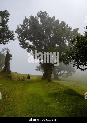 In the laurel forest Laurisilva, also known as the fairy garden on ...