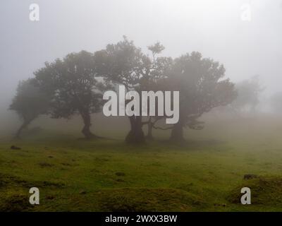 In the laurel forest Laurisilva, also known as the fairy garden on ...