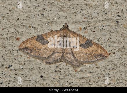 Gem Moth (Orthonama obstipata Stock Photo - Alamy