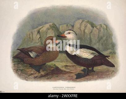 Illustration: Labrador duck- from Rothschild 1907 Stock Photo - Alamy