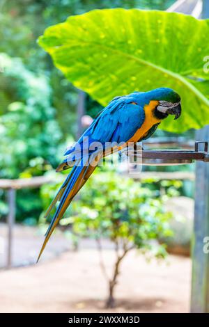 Big colorful parrot in the white cage Stock Photo - Alamy
