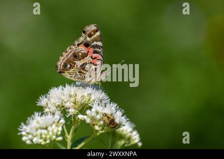 Butterfly of the species Vanessa braziliensis on wildflower ...