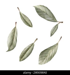 Green magnolia leaves isolated on white background. Hand painted ...