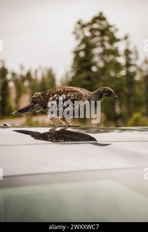 Ruffed grouse looking for food on top of parked vehicles in Bryce ...