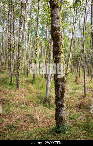 The Hummocks Trail Loop at Mount St. Helens, Stratovolcano in Skamania ...