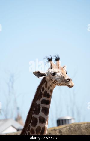 The giraffe is the tallest of all mammals. The giraffe has a short body ...