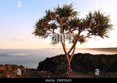 Pandanus Tree overlooking Dreamtime Beach, Fingal Head, NSW Australia ...