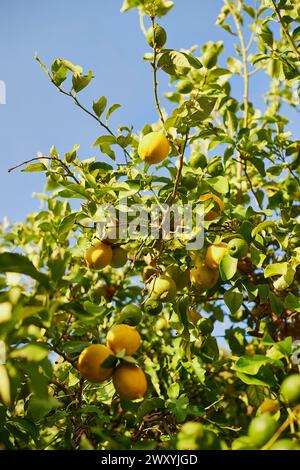 Organic lemons from south-eastern France. Untreated lemons have defects ...