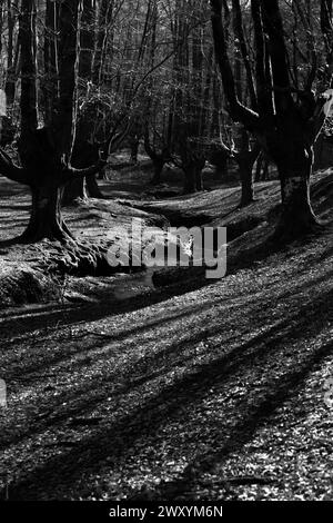 Dramatic play of light and shadow among the gnarled beech trees of ...
