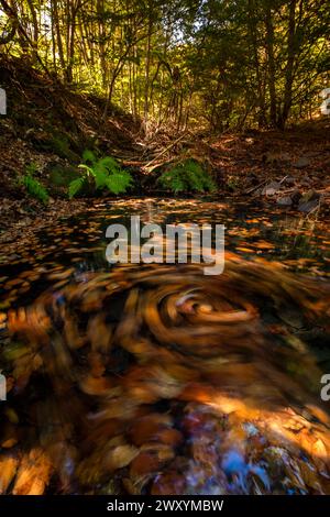 Natural woodland scene featuring a sunlit forest edge with blooming ...