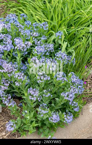 Common Bluestar, Amsonia (Amsonia 'Blue Ice',Amsonia Blue Ice ...