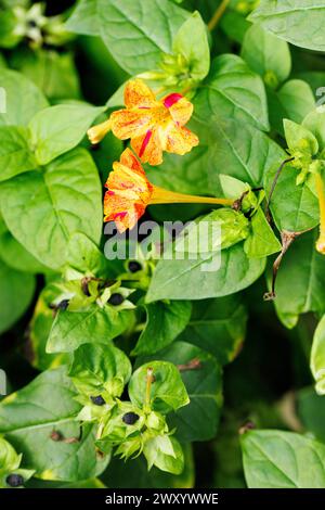 Four o'clock plant seeds (Mirabilis jalapa Stock Photo - Alamy