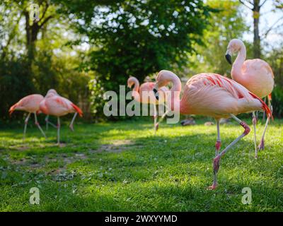 Pink Flamingo at Frankfurt Zoo, sunset time. walk in Frankfurt ...