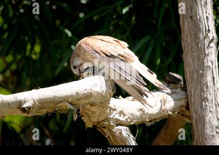 The Nankeen Kestrel is a slender falcon and is a relatively small ...